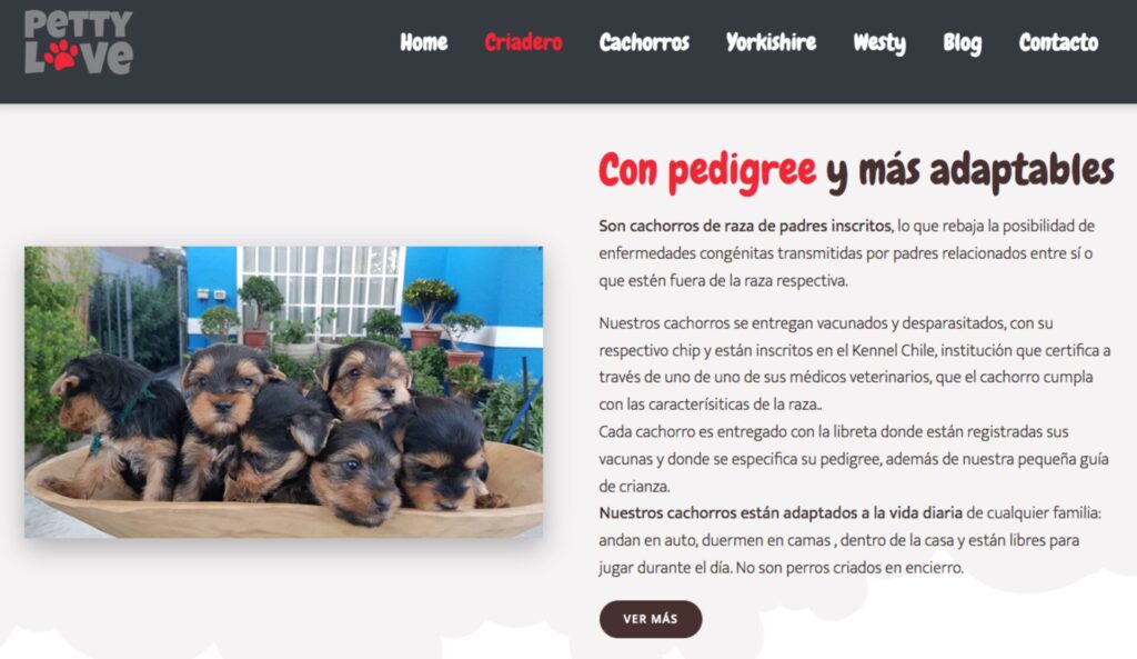 Cachorros de raza Westy, chipeados e inscritos en el Kennel Club de Chile